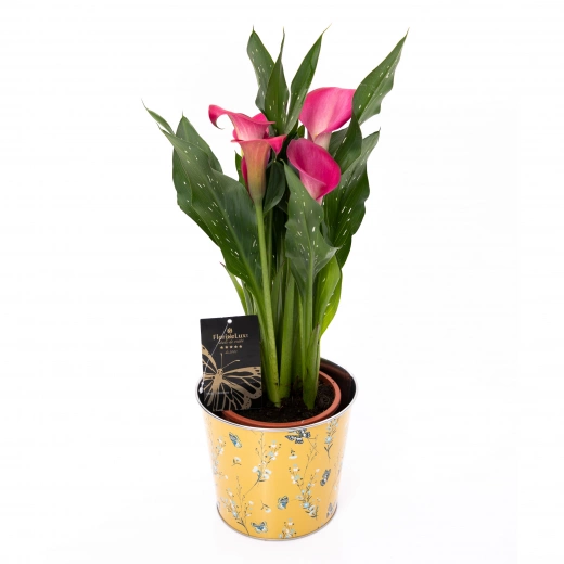 Cala la ghiveci, flori la ghiveci