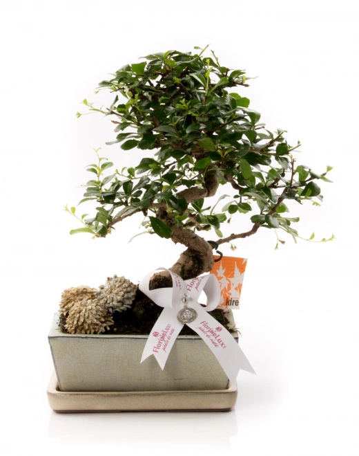 Cadou pentru femeia Balanta